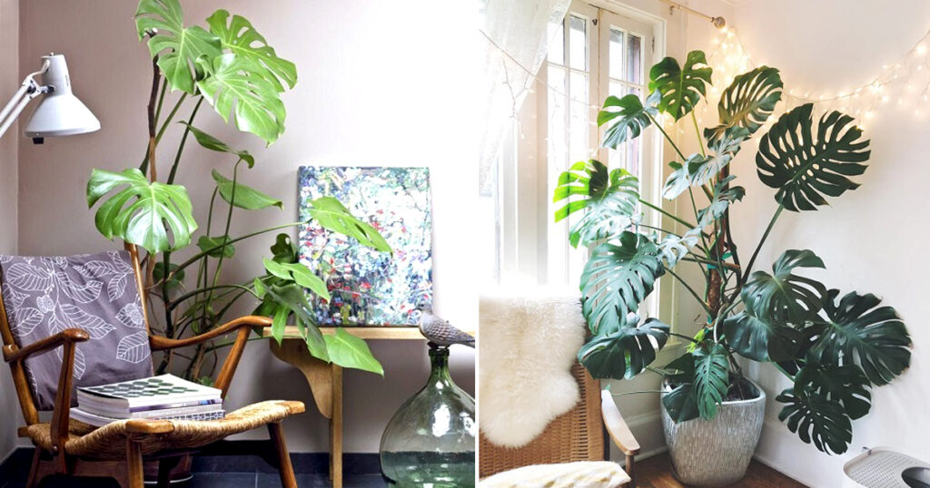 11 Best Corner Spaces to Display Monstera Plants at Home - Garden ...