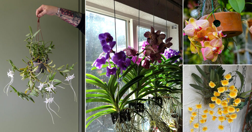 12 Best Hanging Orchids - Garden Styles - Creating Beautiful Gardens