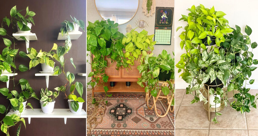 20 Indoor Pothos Collection Ideas for Home - Garden Styles - Creating ...