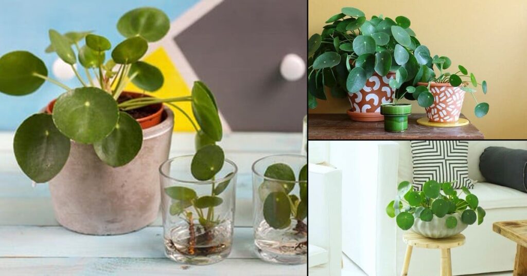 20 Reasons Why Chinese Money Plant is the Best Tabletop Houseplant ...