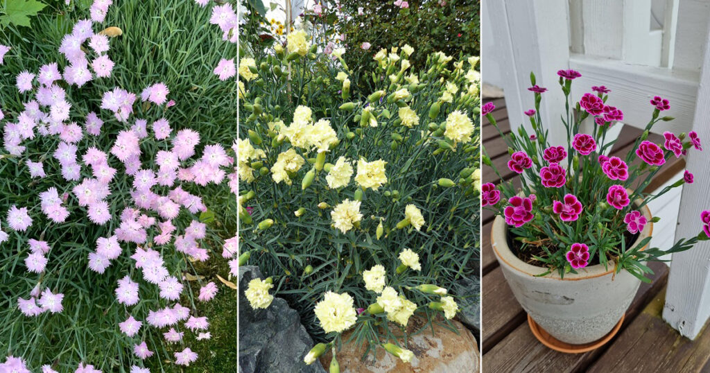 5 Most Beautiful Types of Dianthus Varieties - Garden Styles - Creating ...