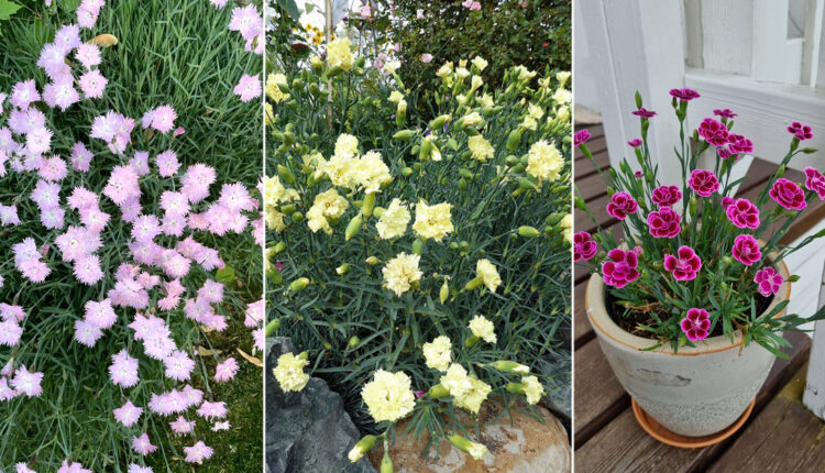 5 Most Beautiful Types of Dianthus Varieties - Garden Styles - Creating ...