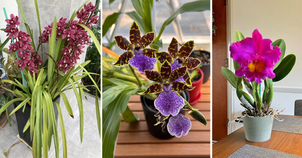 8 Beautiful Orchids That Bloom in Winter - Garden Styles - Creating ...