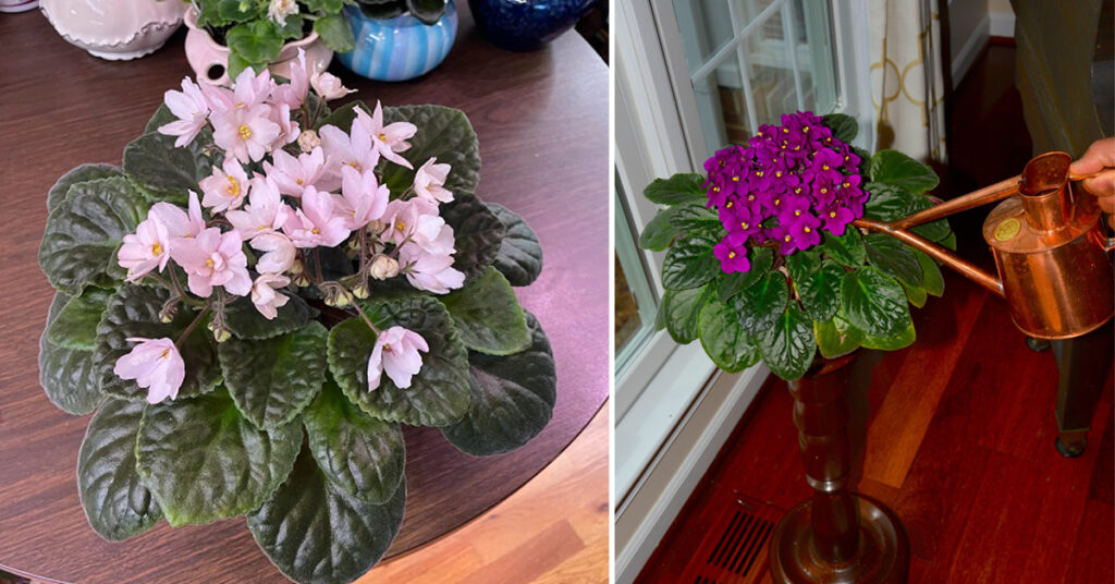 How to Water African Violets From Top Like A Pro: 4 Tricks - Garden ...