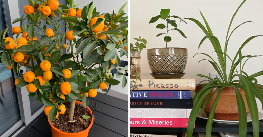 Why You Should Not Grow Spider Plant And Citrus Tree Together - Garden ...